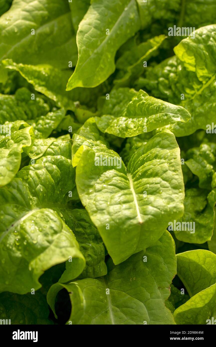 Leafy Celtuce (Lactuca Sativa), close-up food representation Stock ...