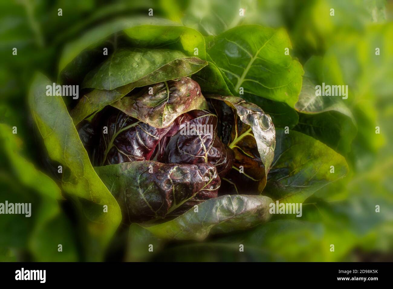 Showy italian garden hi-res stock photography and images - Alamy