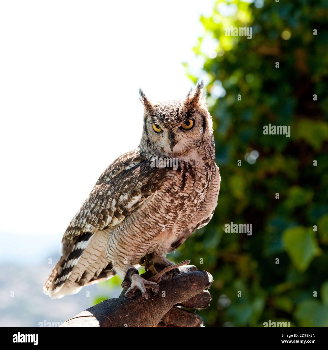 owl on falconry Stock Photo - Alamy