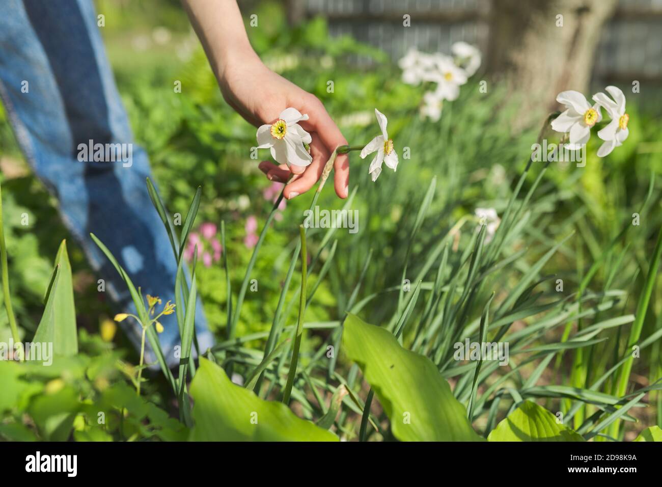 Green spring background, woman's hand with flowers in spring garden ...