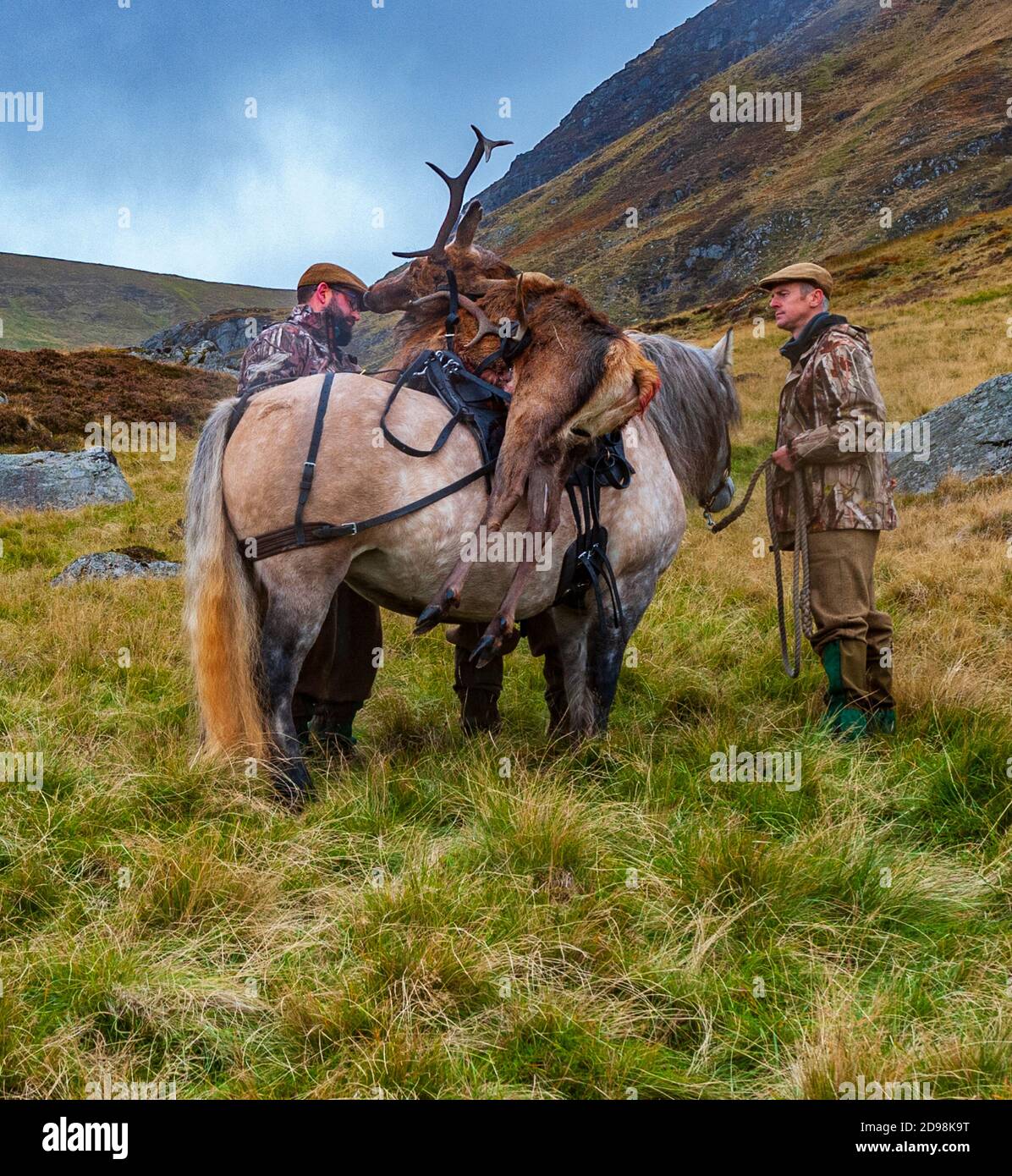 Scotland, UK – A ghillie loading a Red Deer Stag that has been culled ...