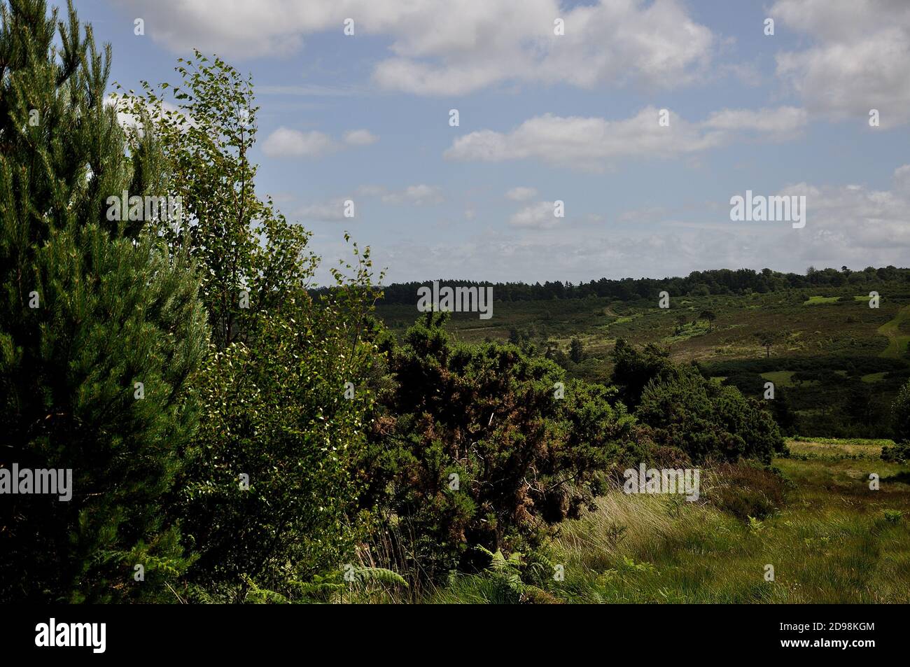 Ashdown Forest uk Stock Photo - Alamy