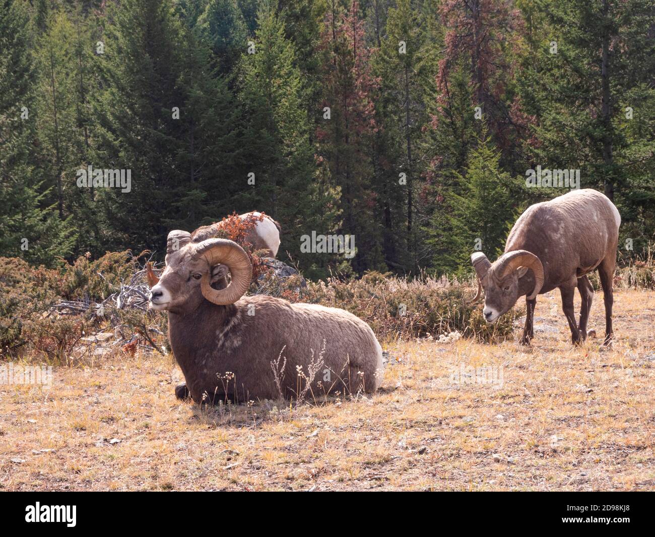 herd of bighorn sheep in Jasper National Park in Canada Stock Photo - Alamy