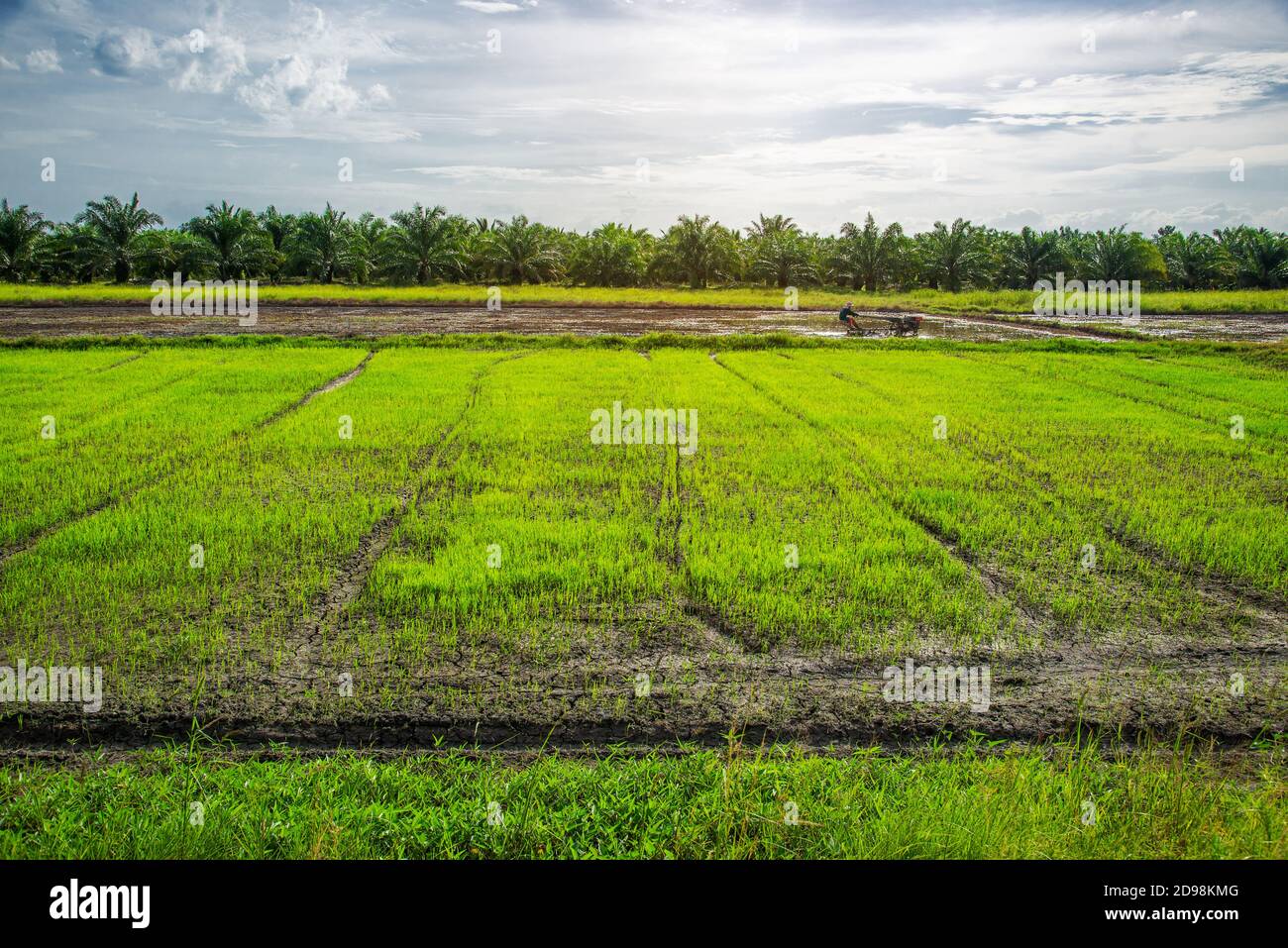 Rice field, Agriculture, paddy, with sunrise or sunset and flare over ...