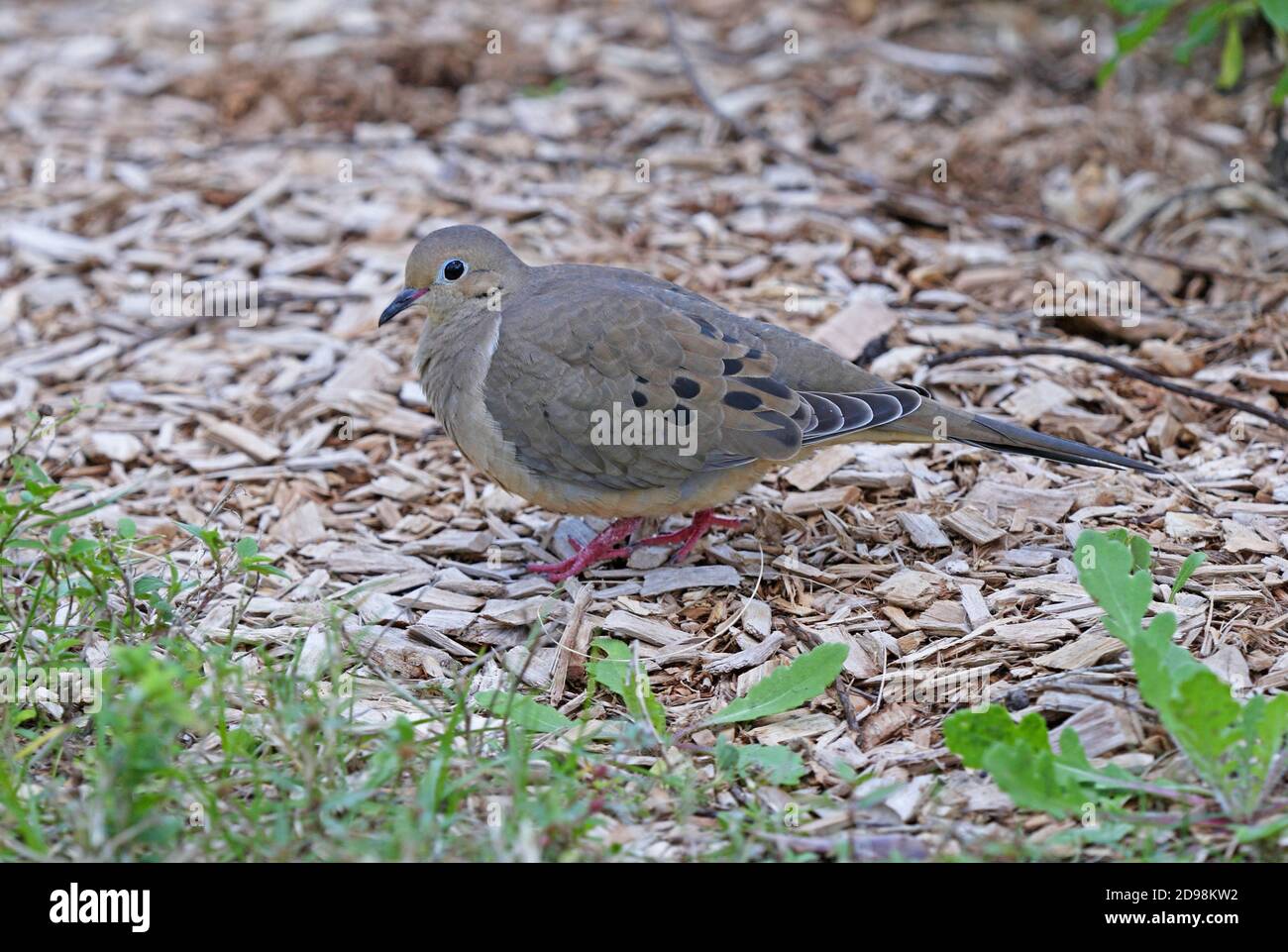 Adult mourning dove hi-res stock photography and images - Alamy