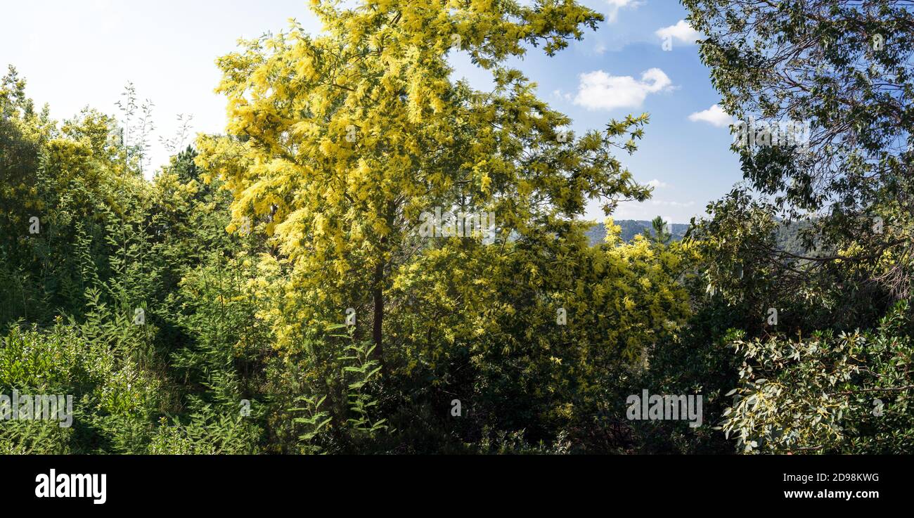 Golden mimosa hi-res stock photography and images - Alamy