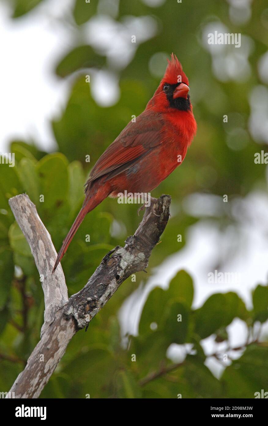 Florida cardinal hi-res stock photography and images - Alamy