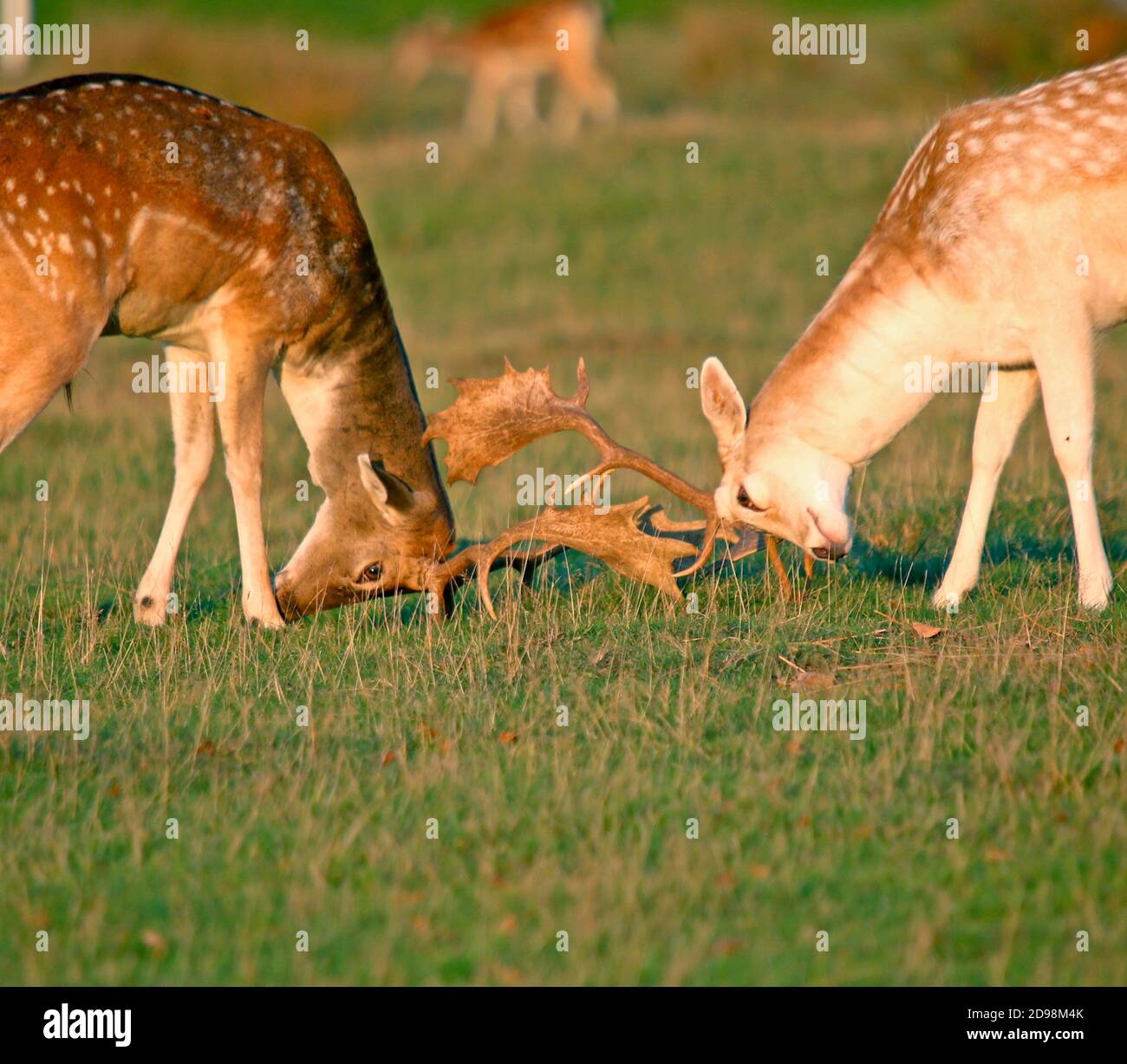 Rutting battle hi-res stock photography and images - Alamy