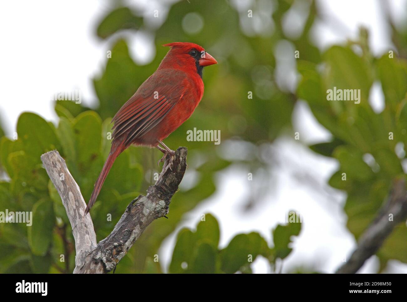 Northern Cardinal (Cardinalis cardinalis) adult male perched on dead ...
