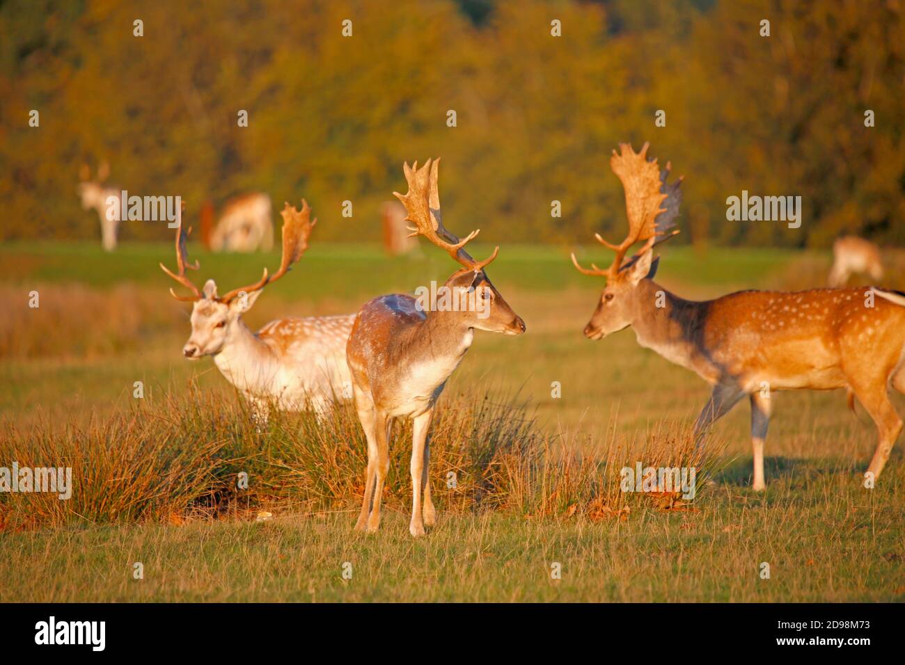 Rutting males hi-res stock photography and images - Alamy