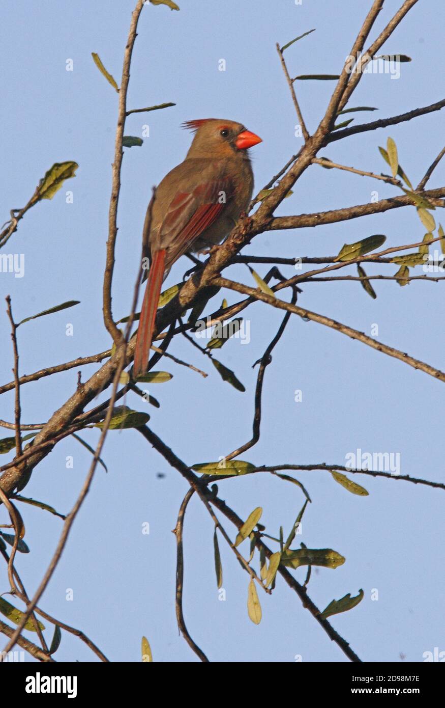 Florida cardinal hi-res stock photography and images - Alamy