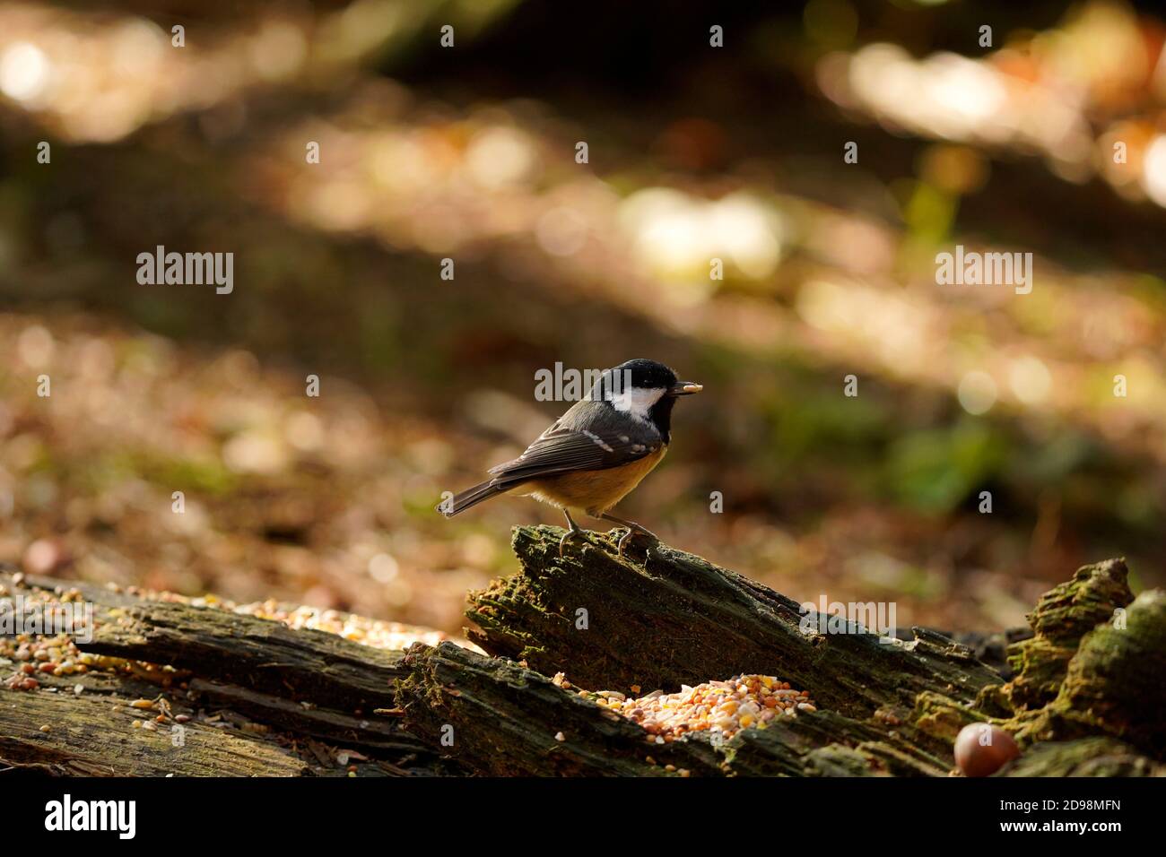 British bird in a woodland setting Stock Photo - Alamy