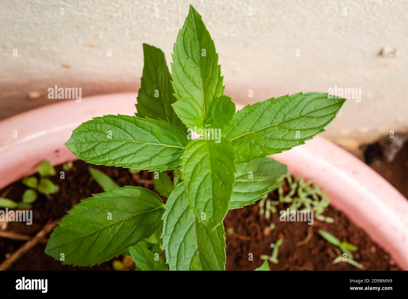 Growing from dirt in a pink plasting basin is the green plant of the ...