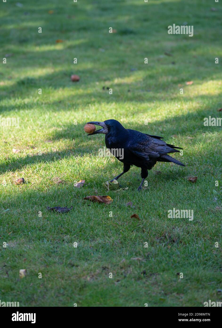 A black rook bird collecting nuts on a green grass lawn Stock Photo - Alamy