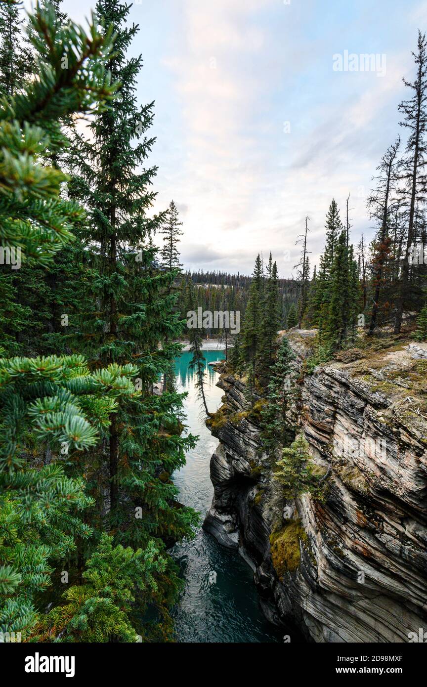 rocky ravine with pine trees and a lake at Jasper National Park, Canada ...