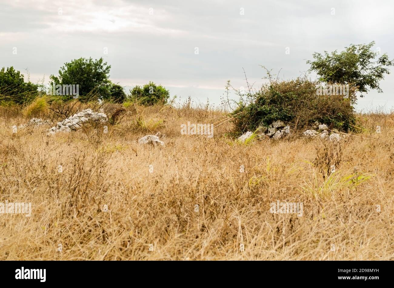 Field Of Dried Grass Stock Photo - Alamy