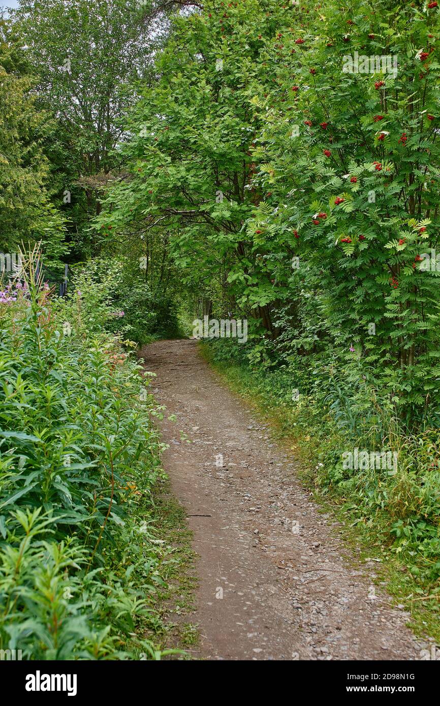 Summer cloudy day. The narrow dirt path in the woods. On the sides of ...