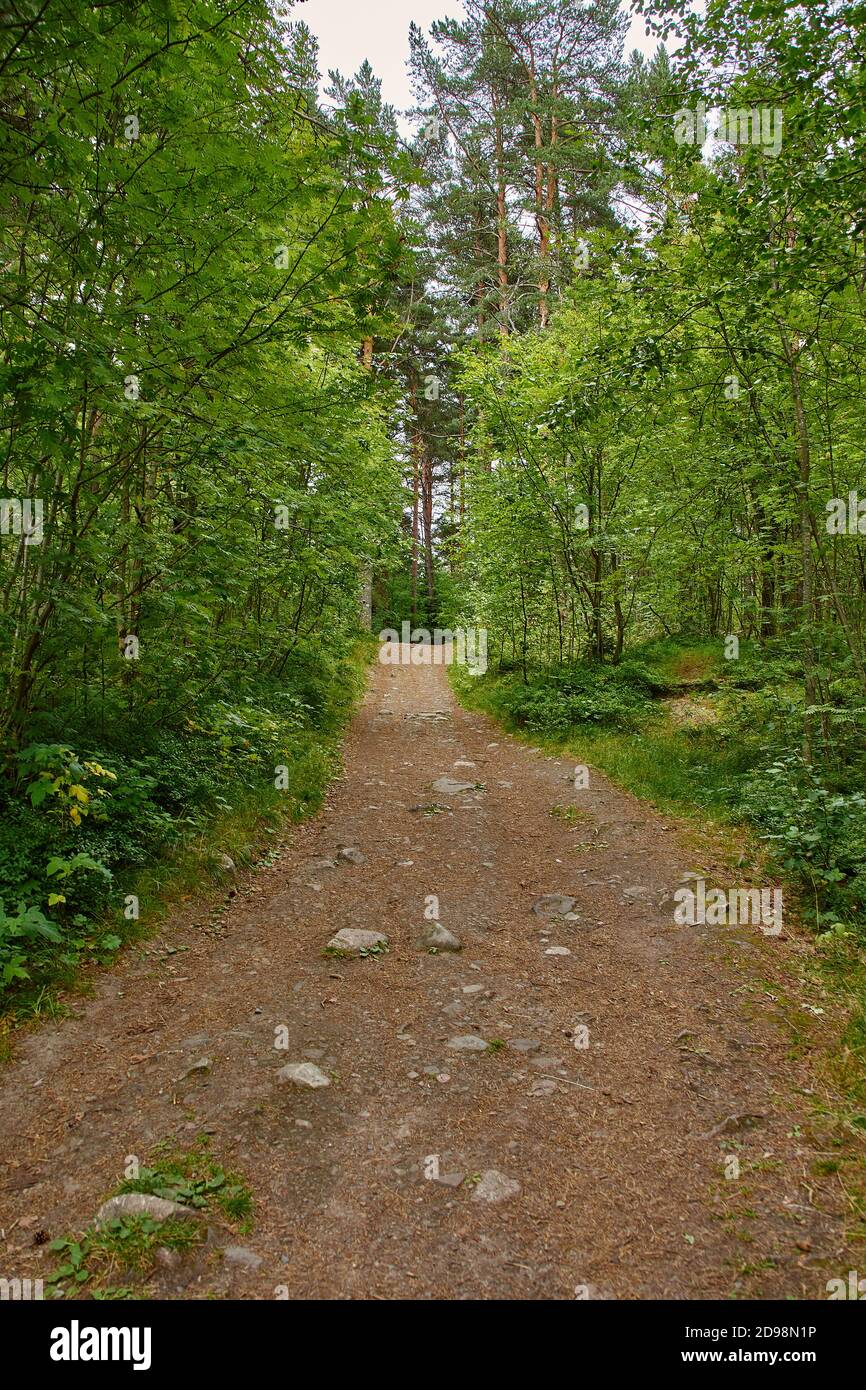 Summer cloudy day. The narrow dirt path in the woods. On the sides of ...