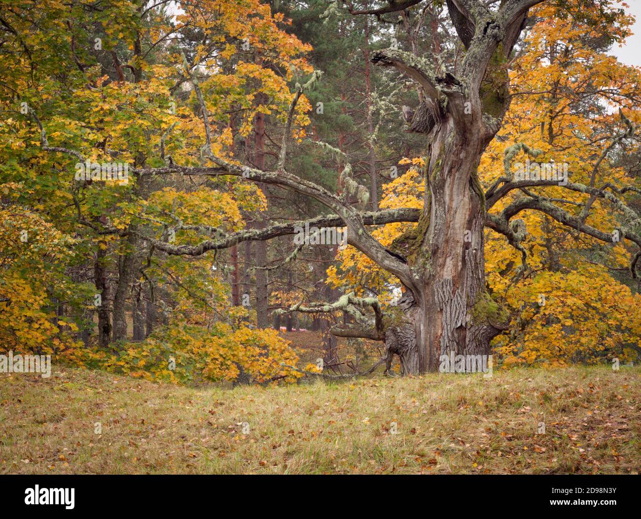 Oak wilt hi-res stock photography and images - Alamy