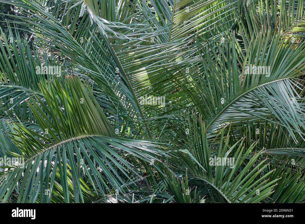 Spreading lush green palm leaves as background Stock Photo - Alamy