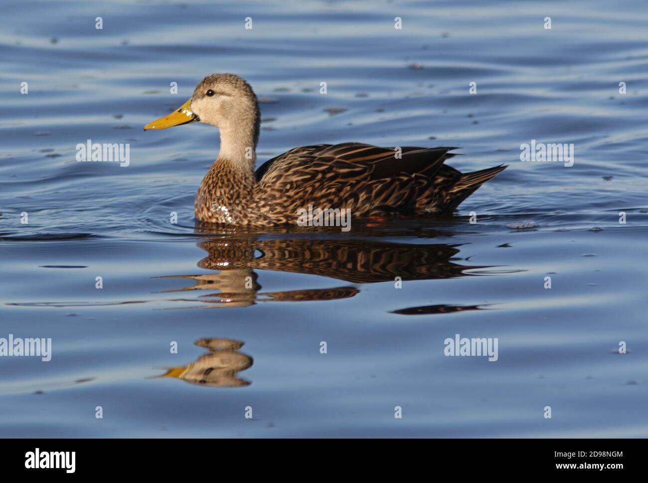 Mottled duck hi-res stock photography and images - Alamy