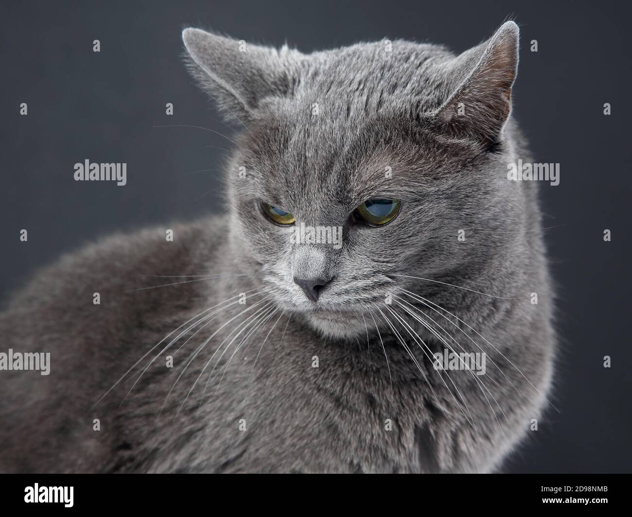 studio portrait of a beautiful grey cat on dark background Stock Photo ...