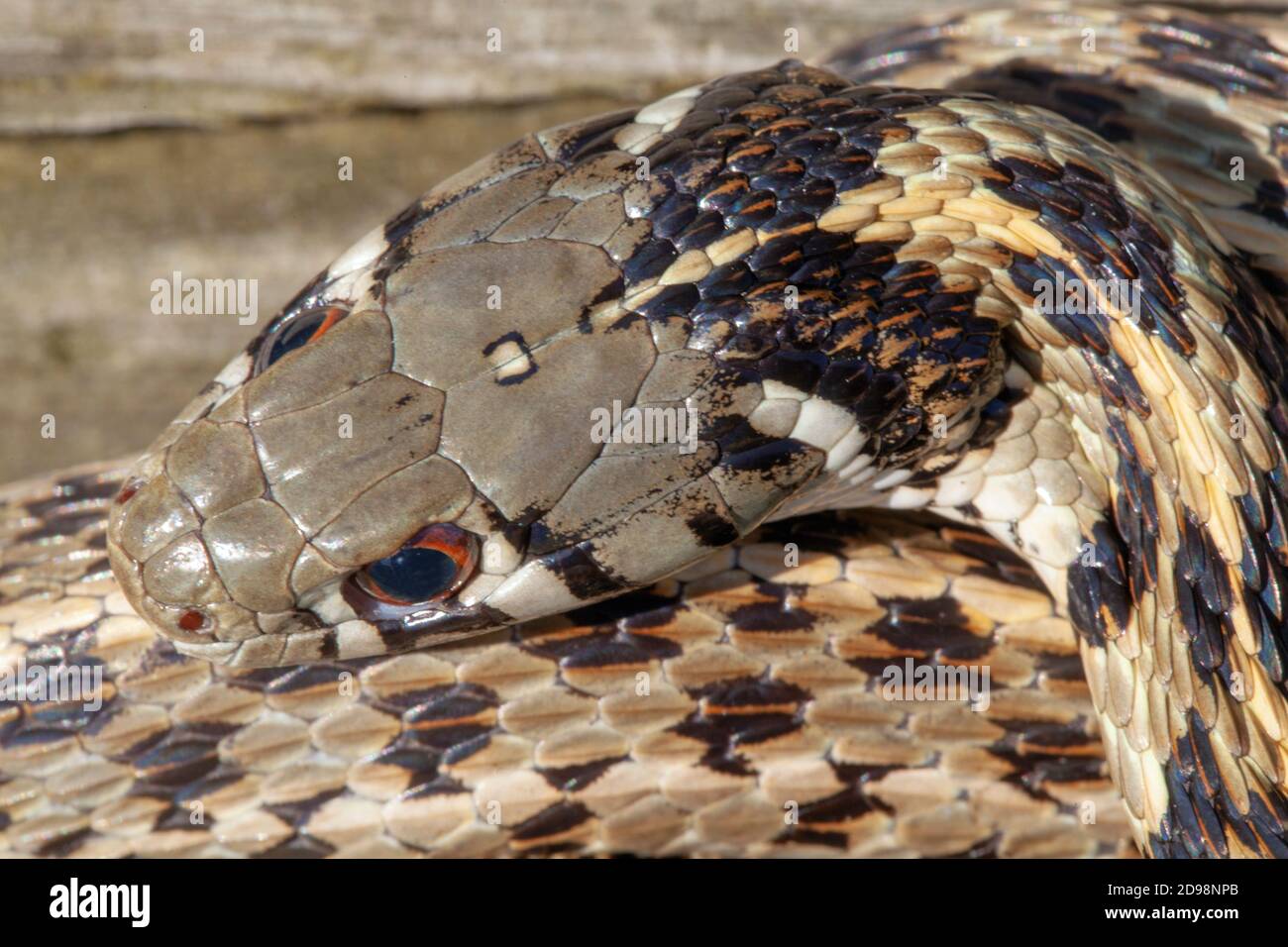 Checkered Garter Snake (Thamnophis marcianus). Close up of a head ...
