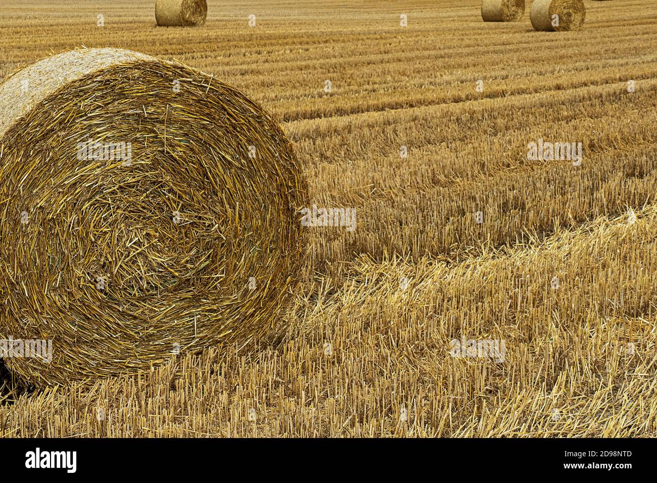 the grain is harvested, the straw formed into bales ready for removal ...