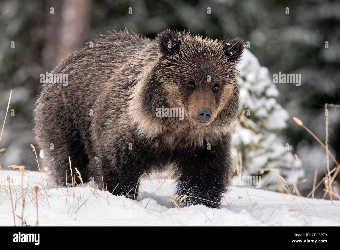 Huge grizzly hi-res stock photography and images - Alamy