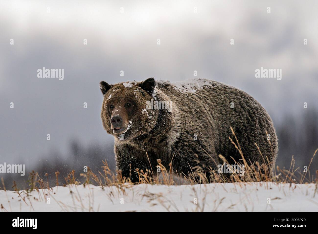 Grizzly boar hi-res stock photography and images - Alamy