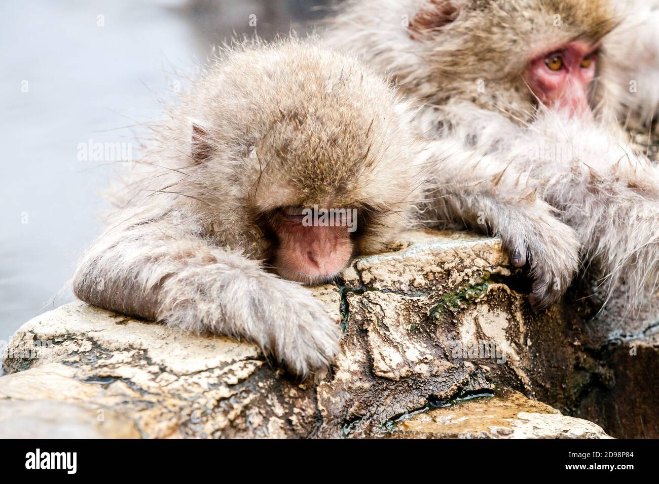 Cute Japanese Snow monkey sitting in a hot spring, Japan Stock Photo ...