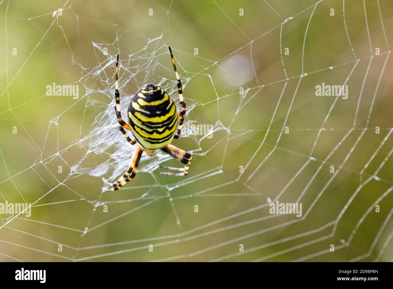 Wasp Spider (Argiope bruennichi) female in her web, Cornwall, England ...