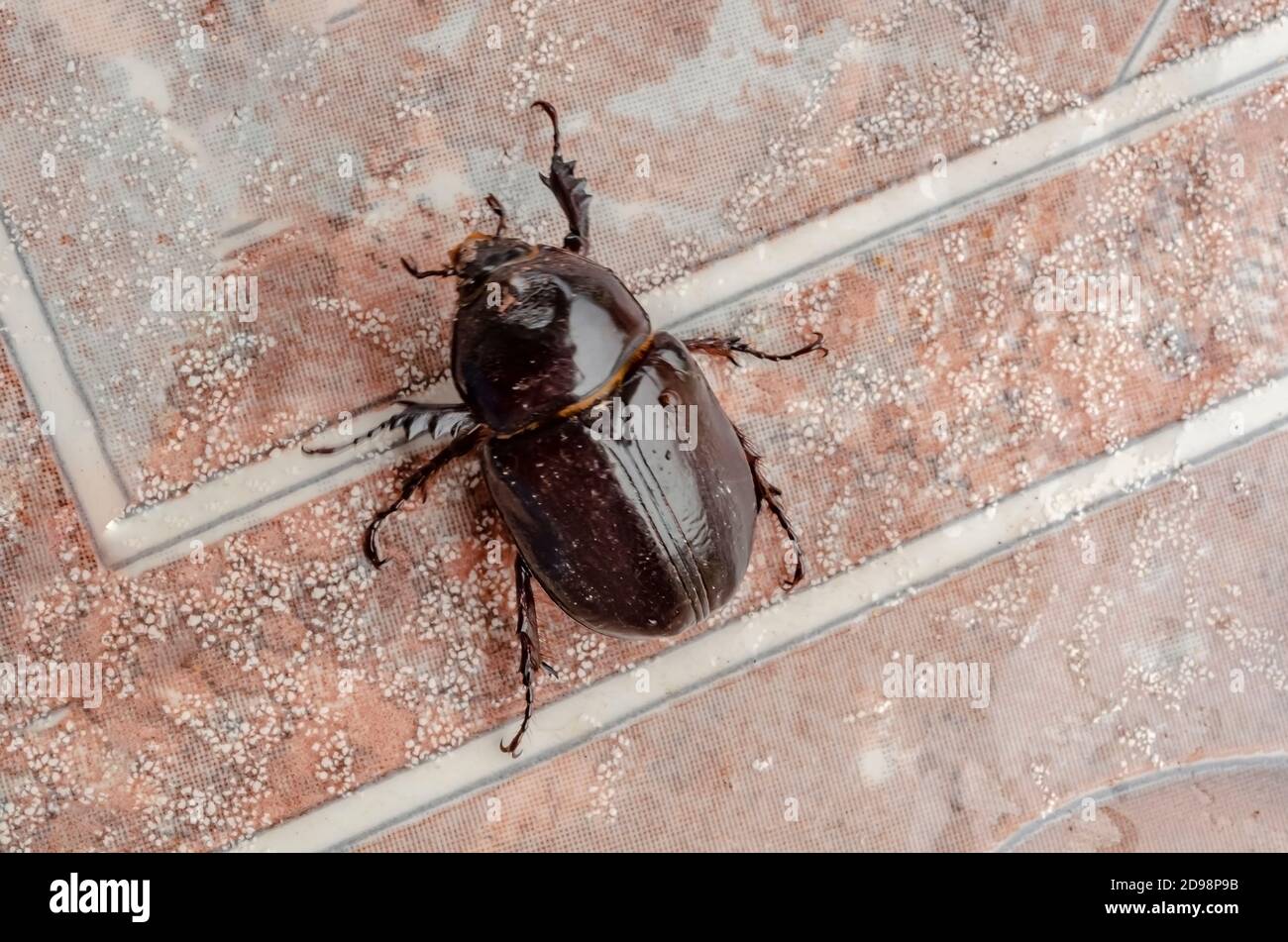 Walking across floor hi-res stock photography and images - Alamy