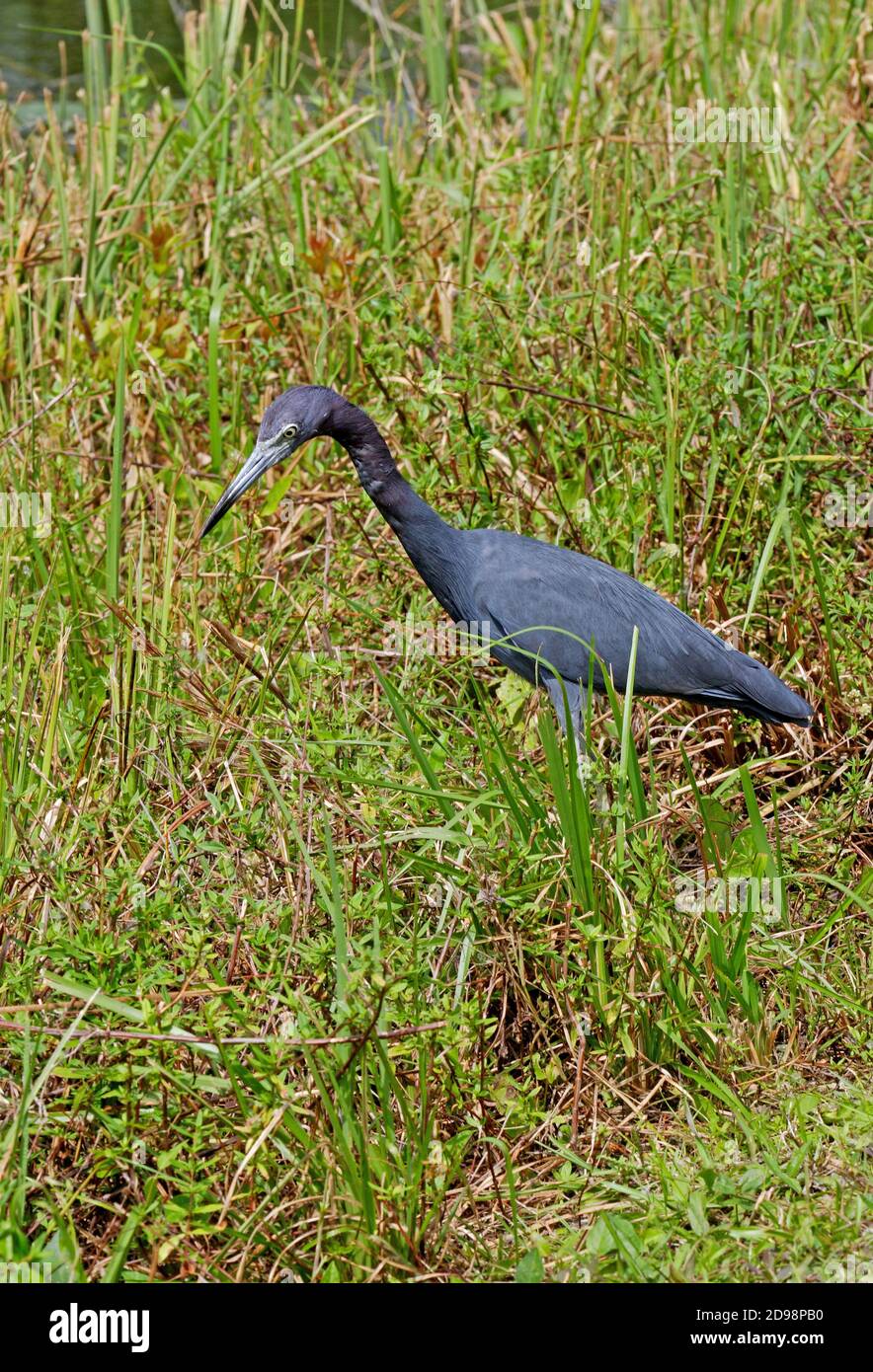 Little Blue Heron (Egretta caerulea) adult hunting amid rank vegetation ...