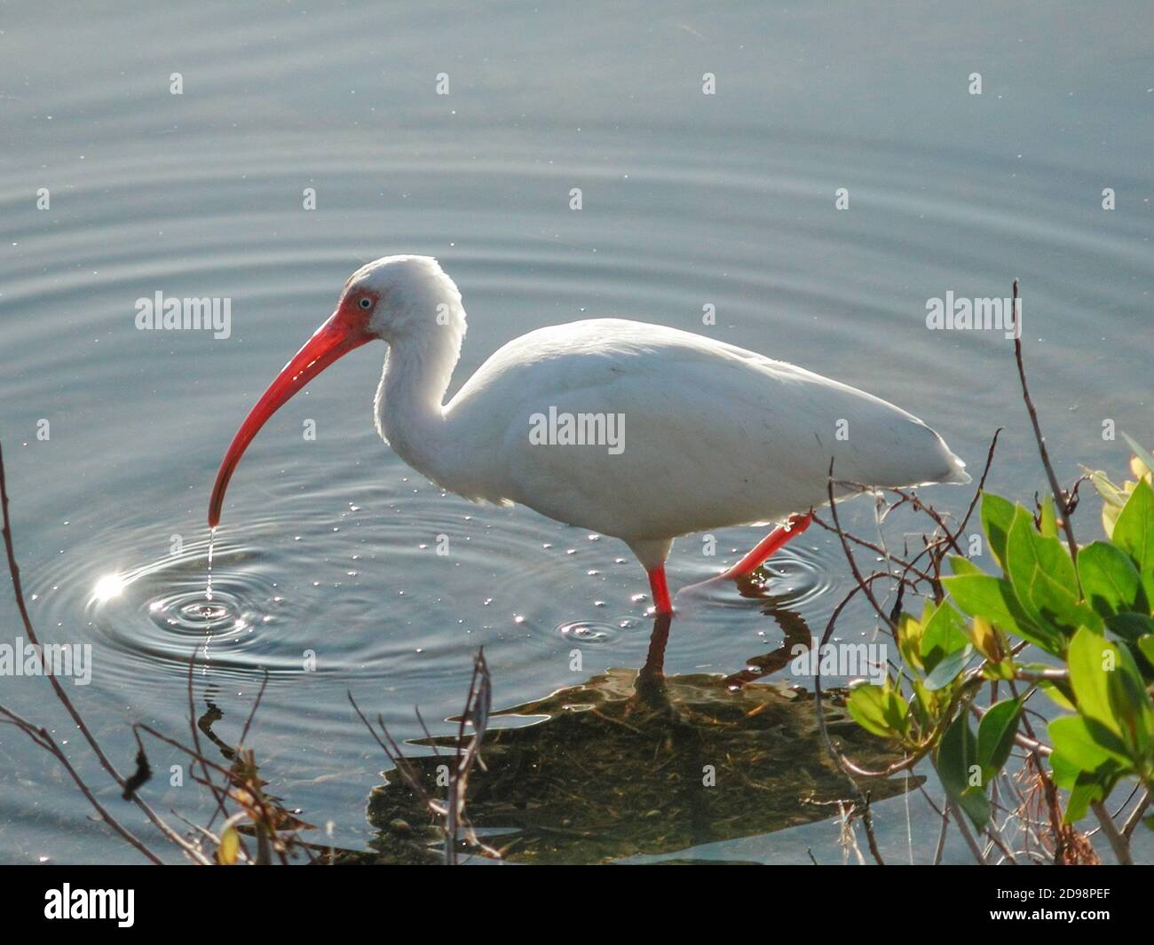 J.N. Ding Darling National Wildlife Refuge on Florida's Sanibel Island ...