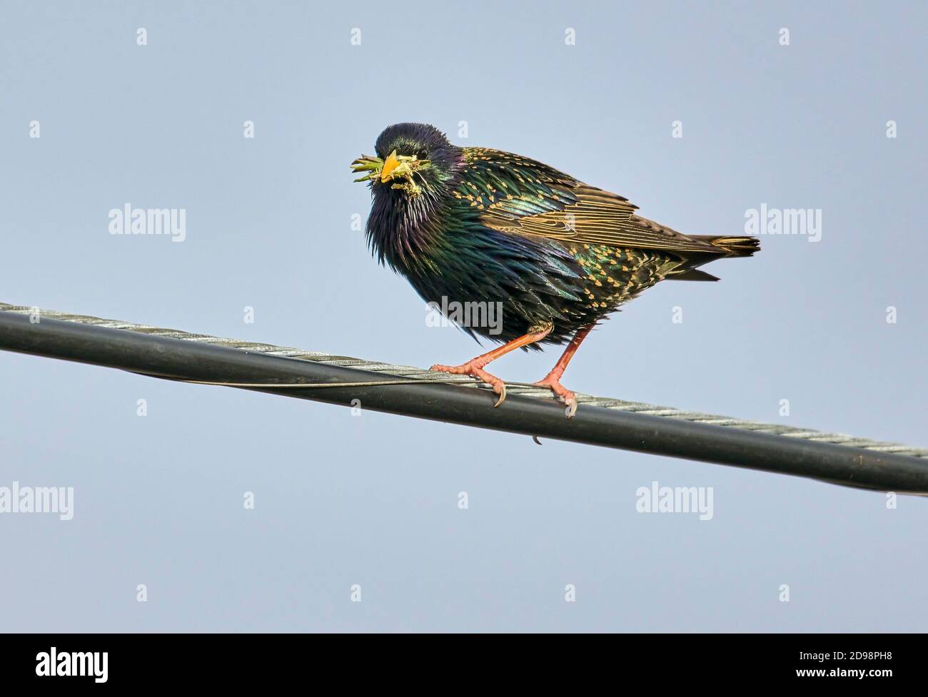 Common Starling Aka European Starling High Resolution Stock Photography ...