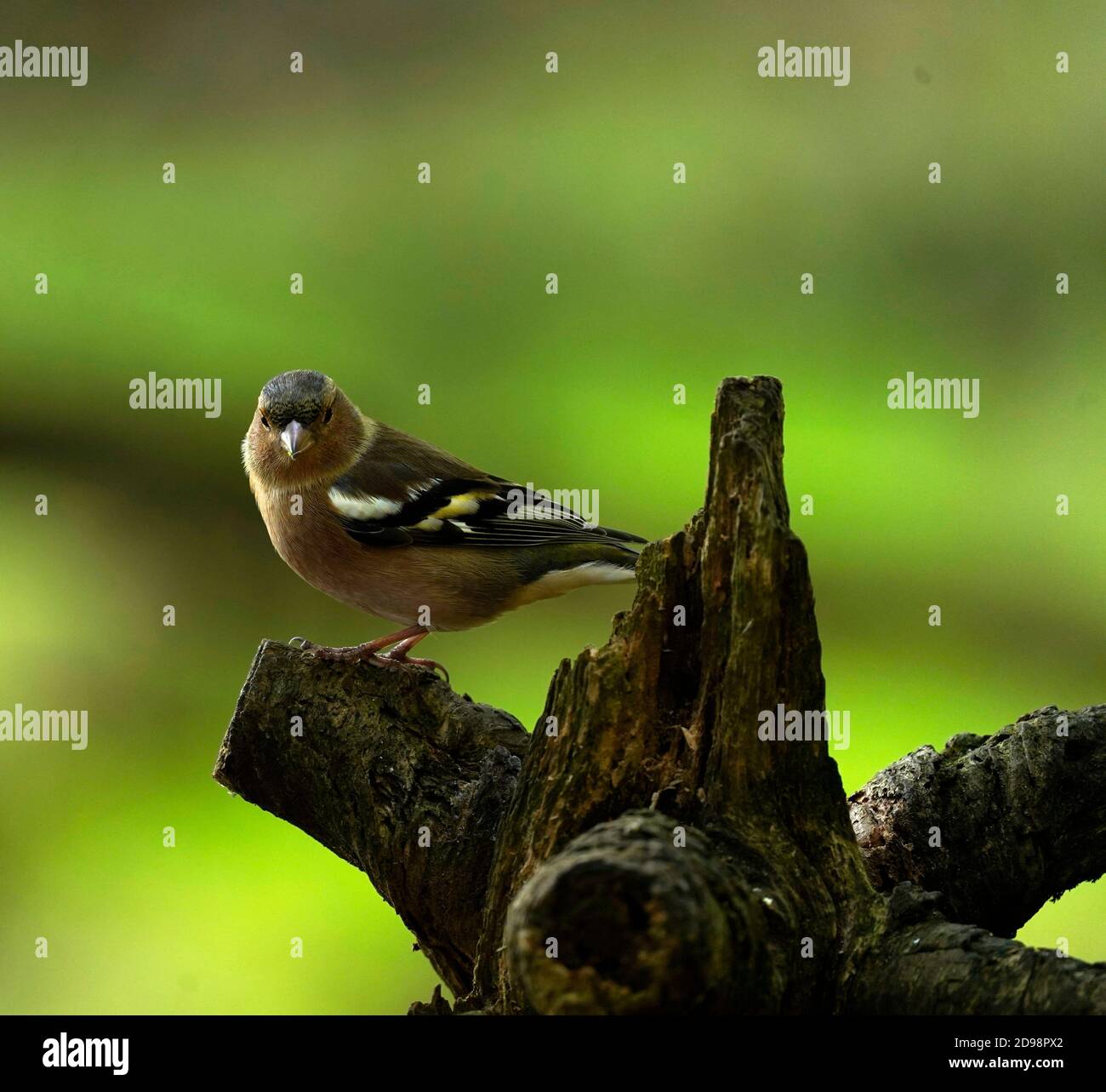 British bird in a woodland setting Stock Photo - Alamy