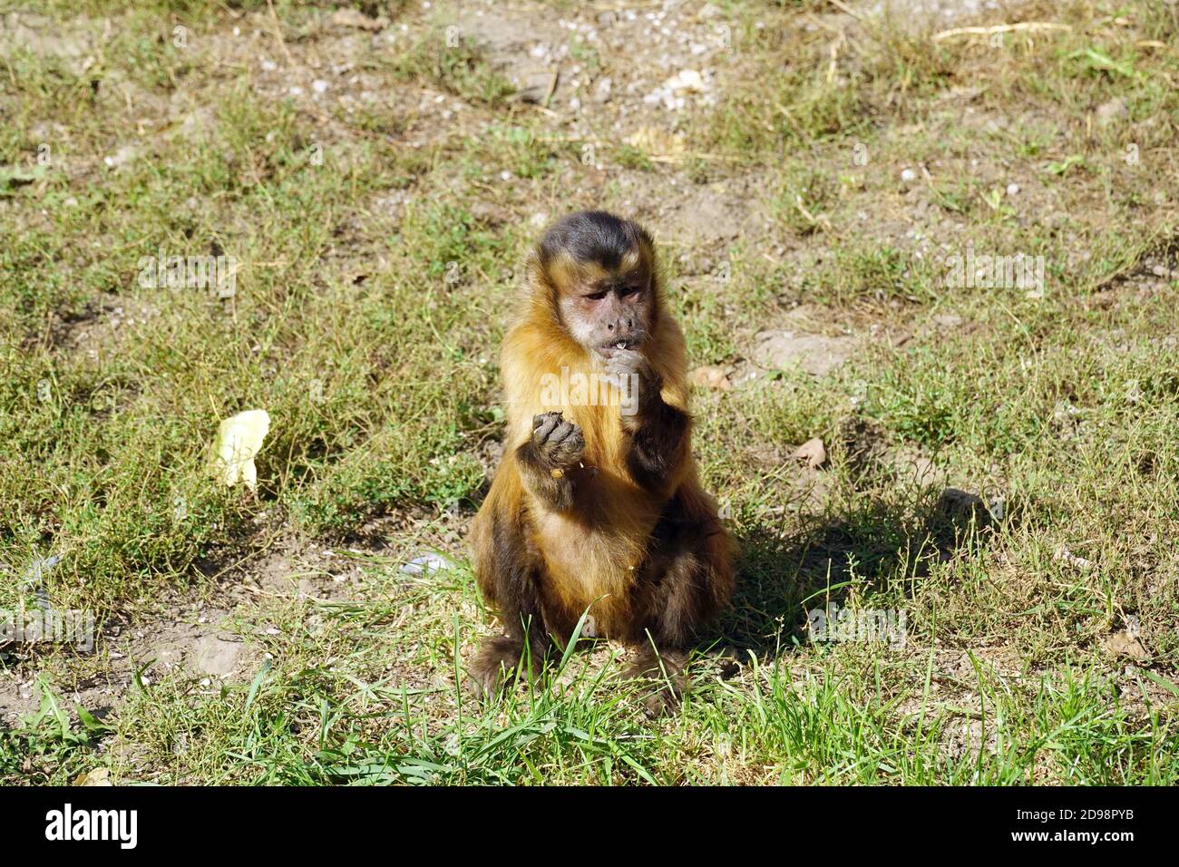 Capucin brun hi-res stock photography and images - Alamy