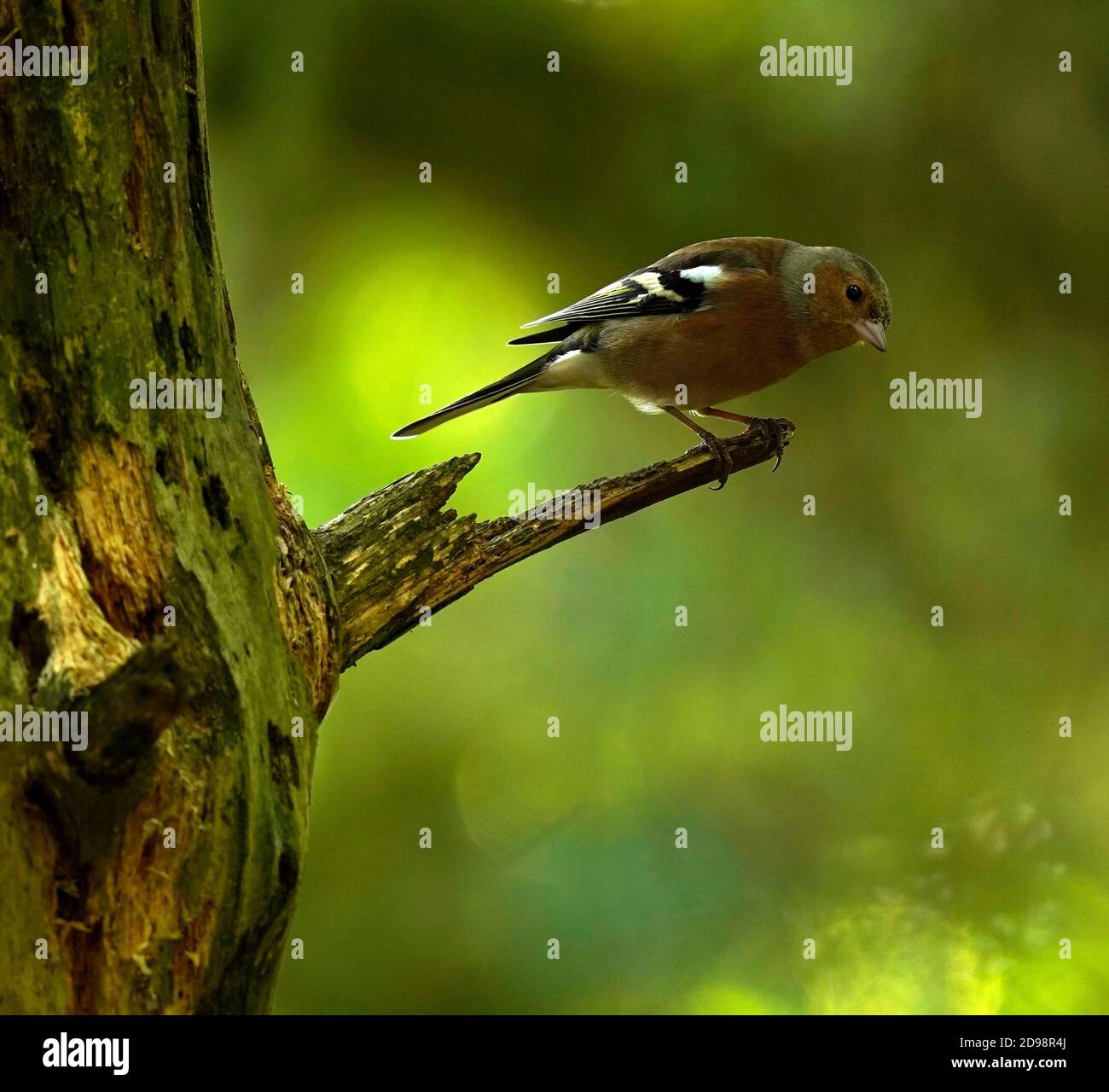 British bird in a woodland setting Stock Photo - Alamy