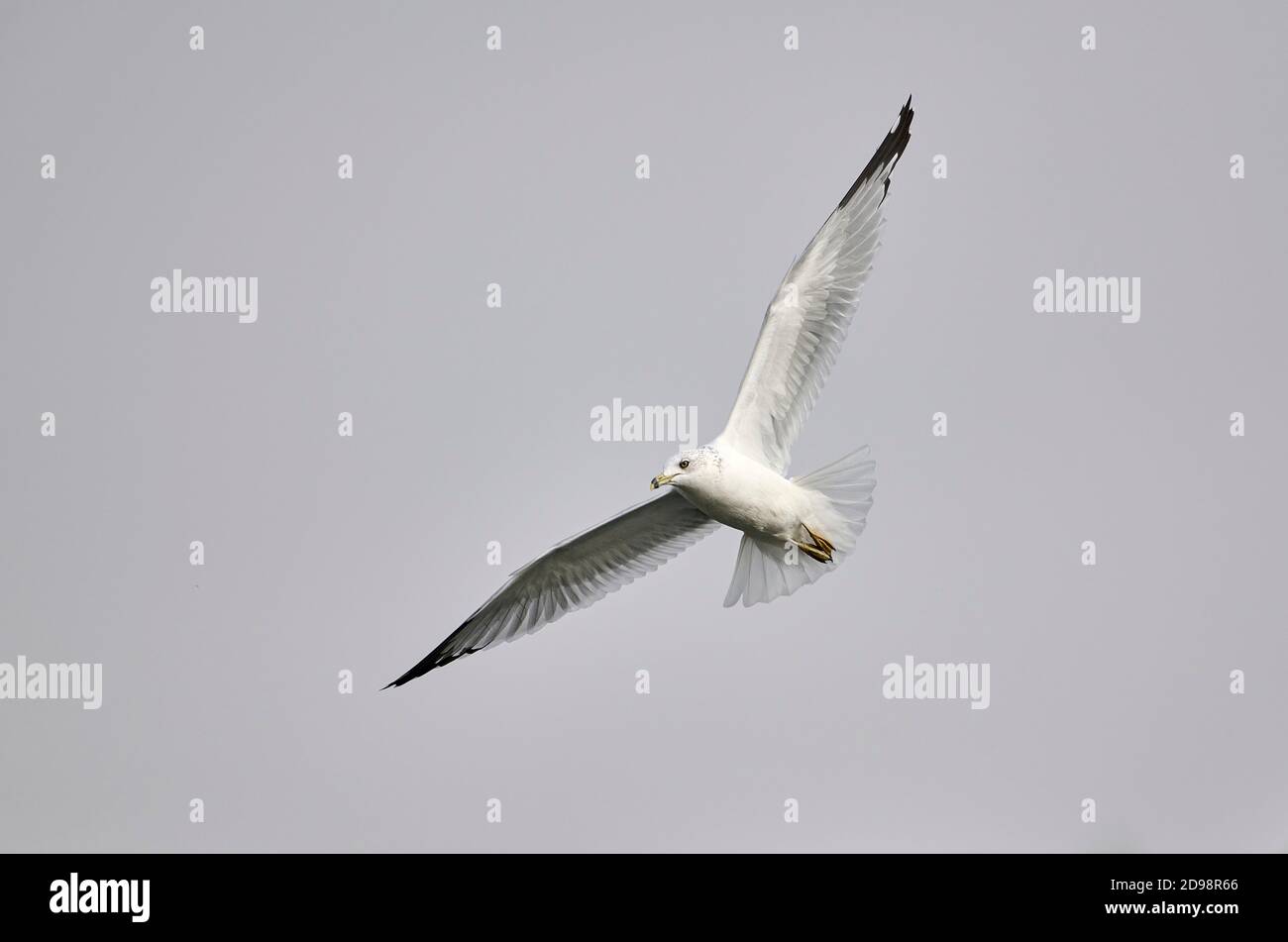 Ring-billed gull (Larus delawarensis) in flight over Bow River, Lafarge ...