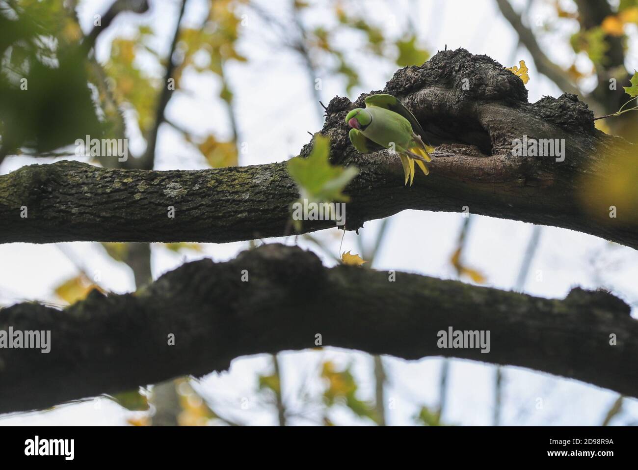 Brussels, Belgium. 3rd Nov, 2020. A parrot flies among branches at the ...