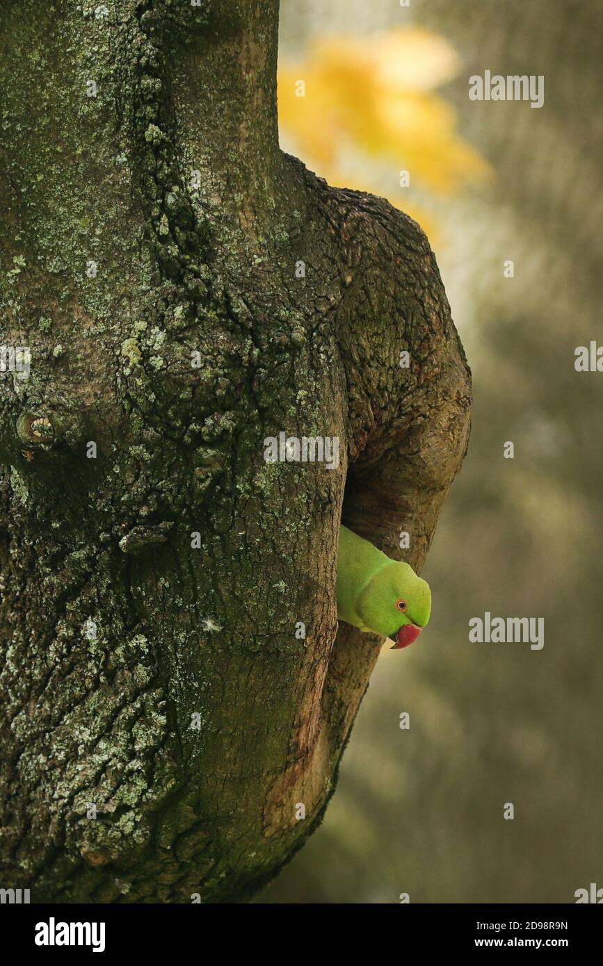 Brussels, Belgium. 3rd Nov, 2020. A parrot is seen in a tree hole at ...
