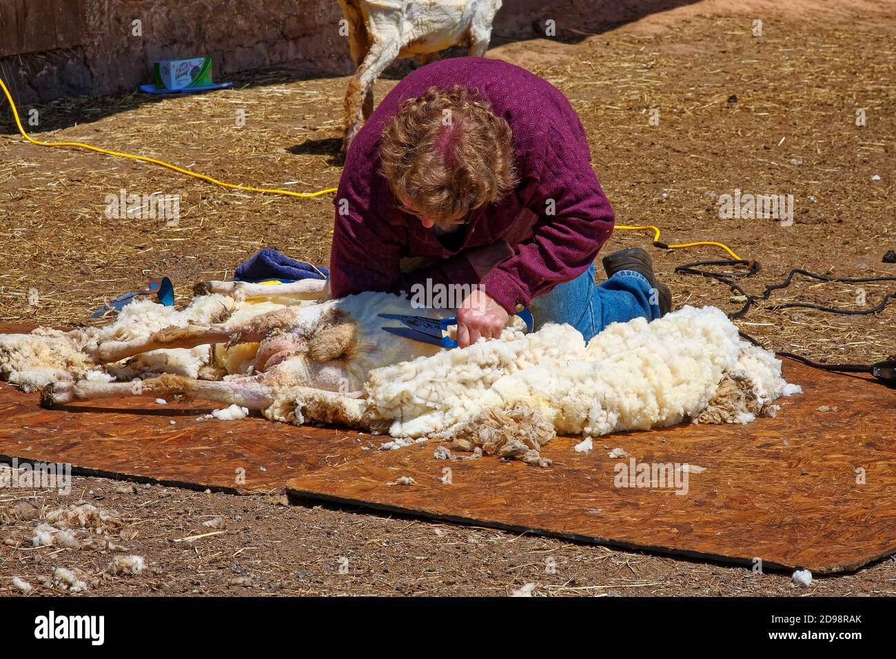 Pile of wool sheep hi-res stock photography and images - Alamy