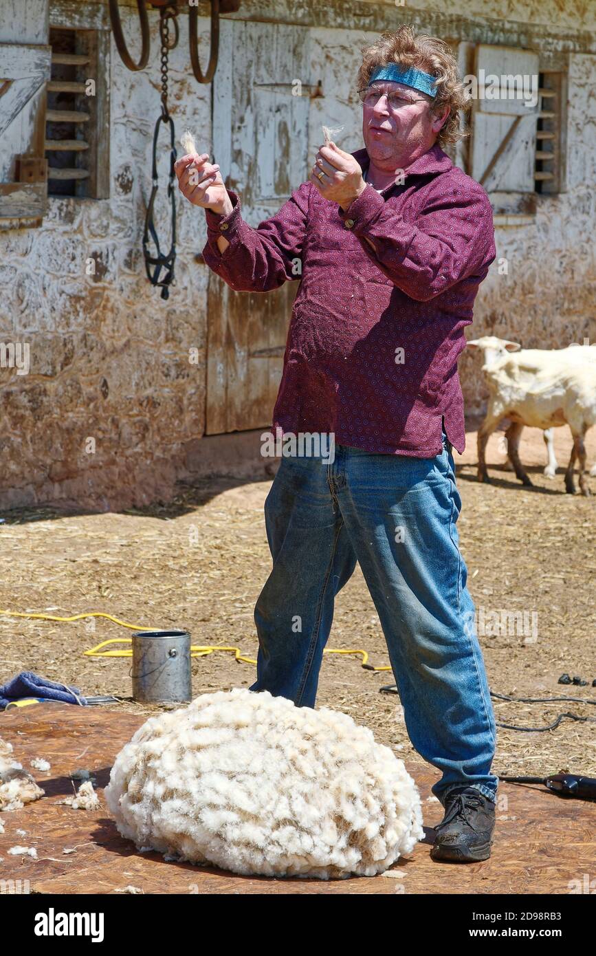 sheep shearer holding up 2 different pieces of cut wool, teaching ...