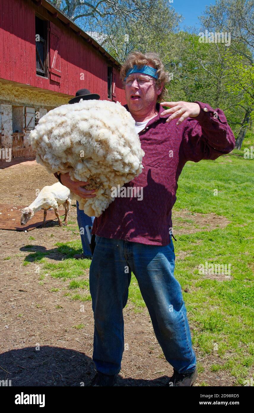 sheep shearer carrying large ball of wool, newly sheared sheep behind ...
