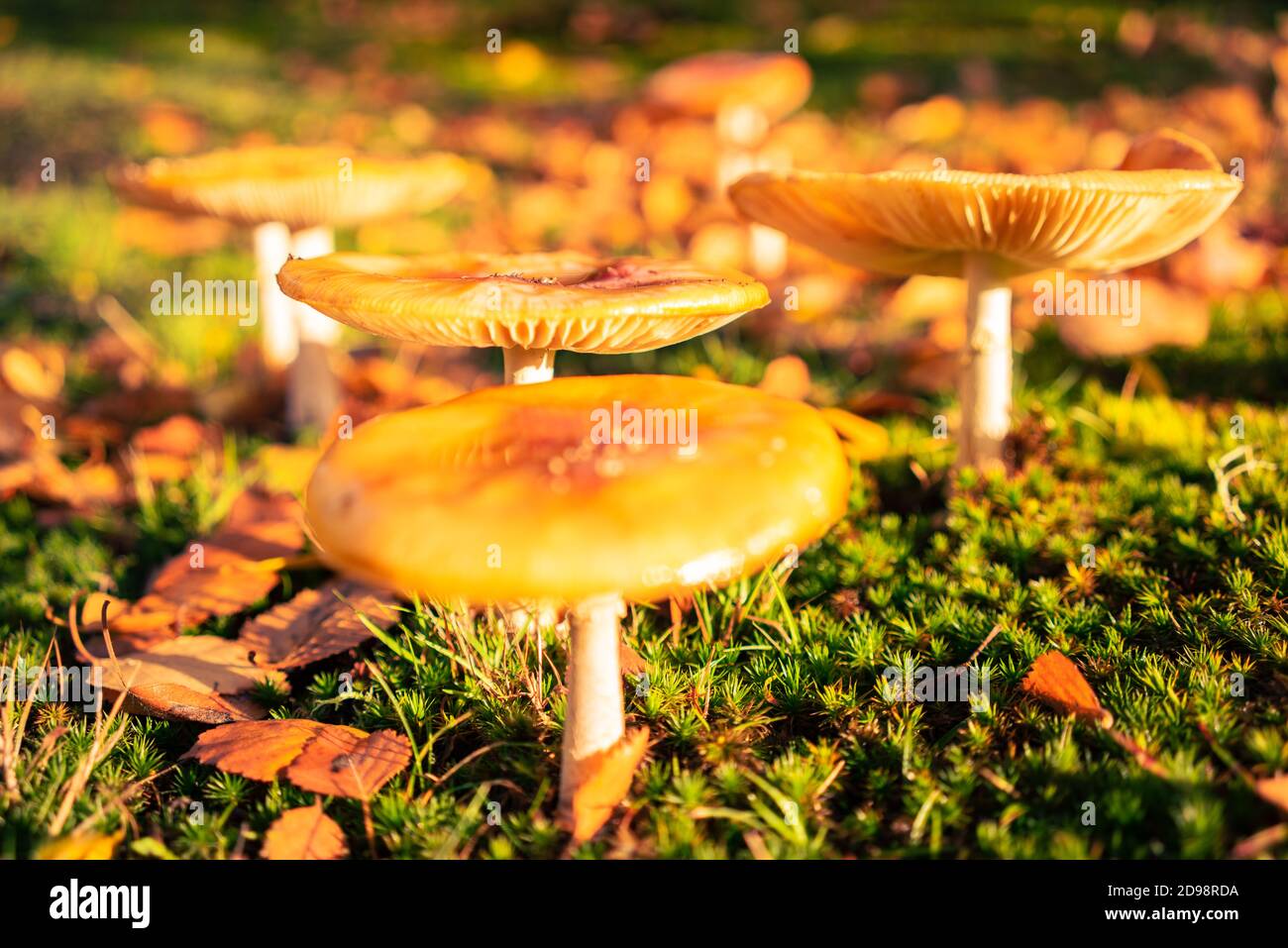 A mushroom or toadstool is the fleshy, spore-bearing fruiting body of a ...