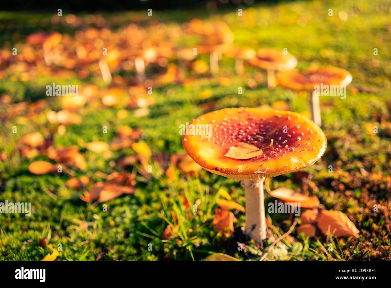A mushroom or toadstool is the fleshy, spore-bearing fruiting body of a ...