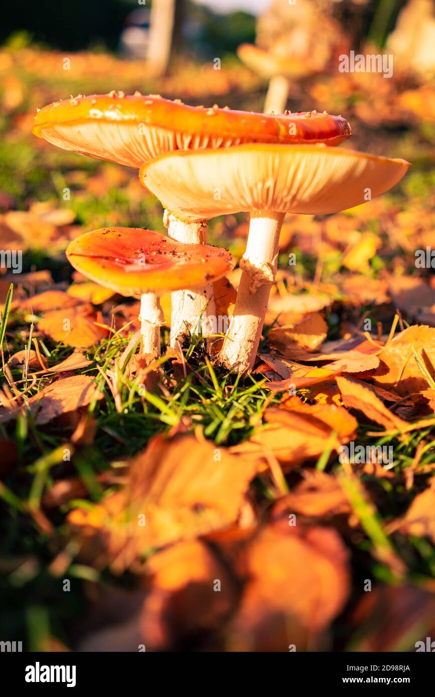 A mushroom or toadstool is the fleshy, spore-bearing fruiting body of a ...