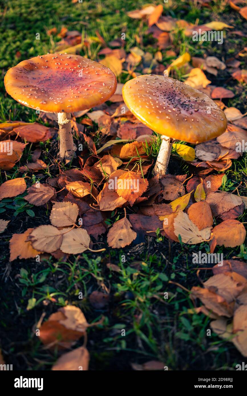 A mushroom or toadstool is the fleshy, spore-bearing fruiting body of a ...