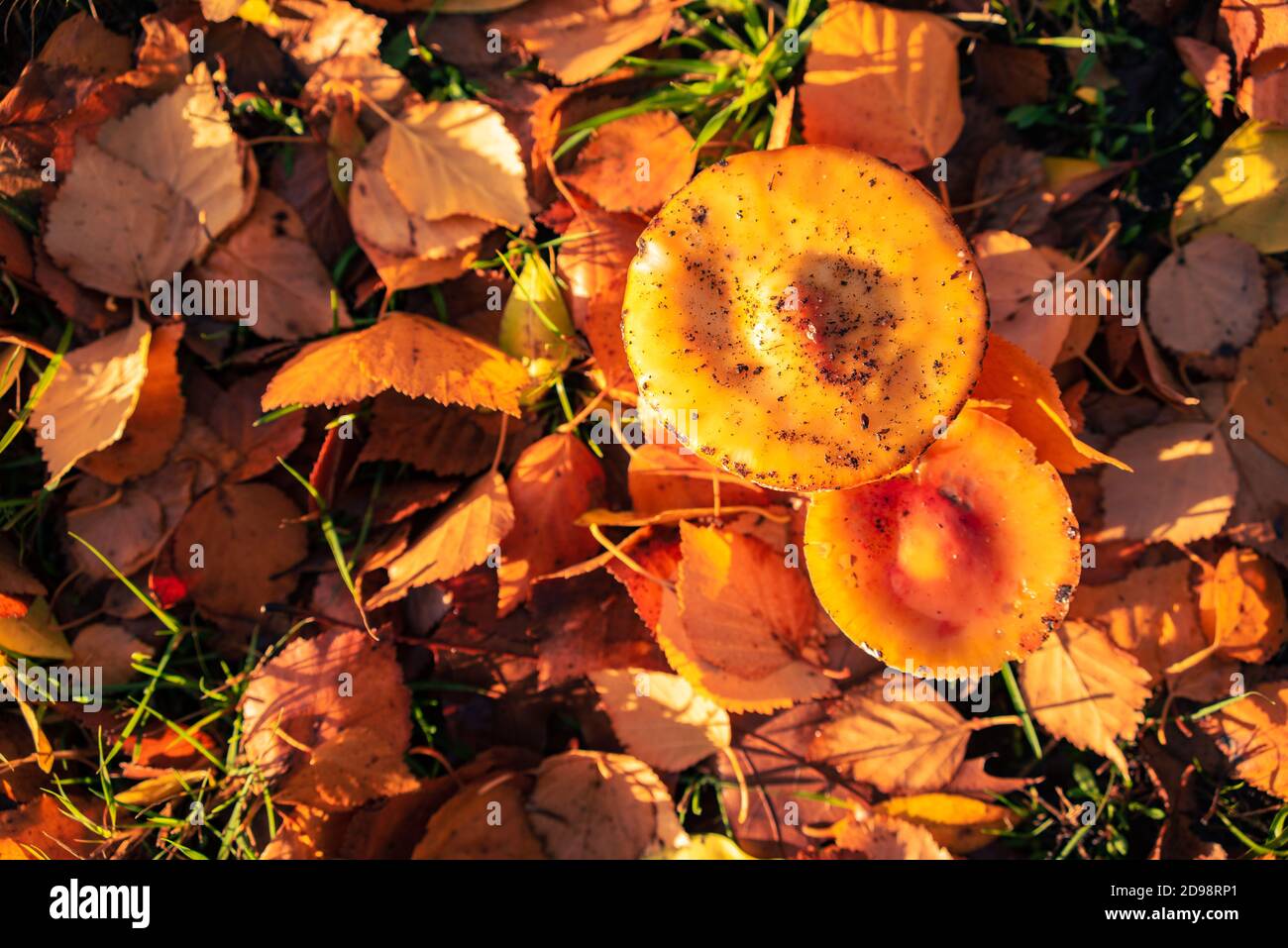 A mushroom or toadstool is the fleshy, spore-bearing fruiting body of a ...